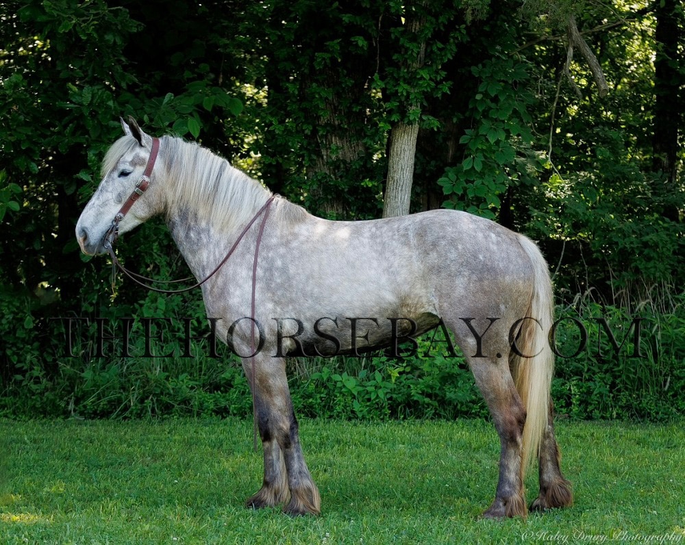 Scarlett | Quarter Horse Percheron Cross | Thehorsebay.com