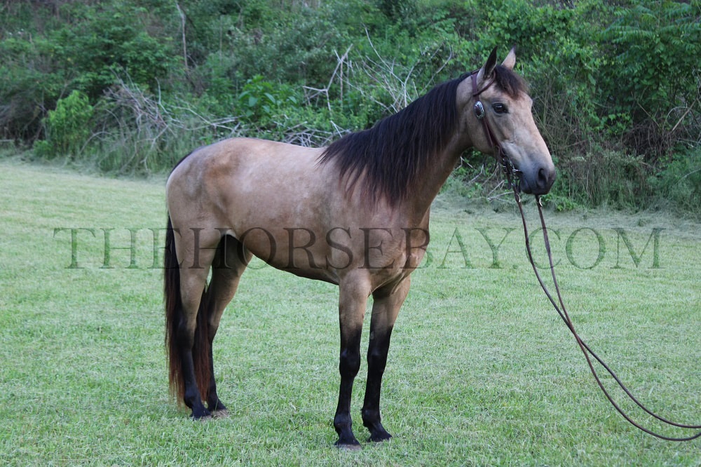 Lady May | Tennessee Walking Horse Mare | Thehorsebay.com