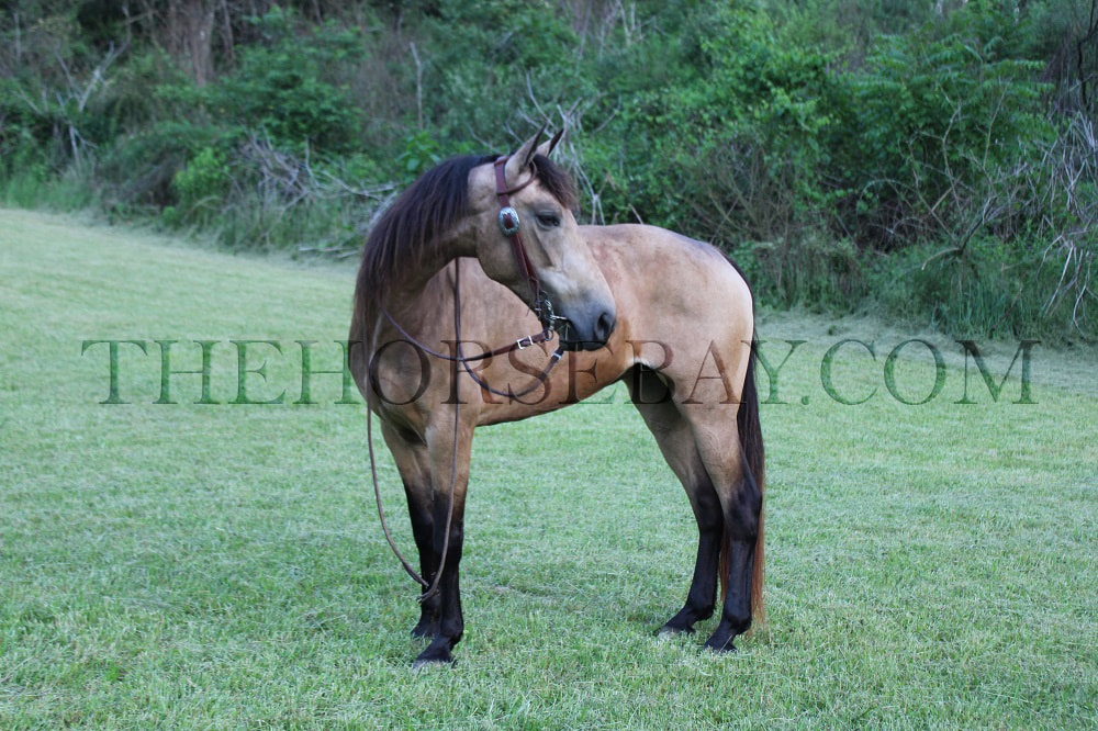 Lady May | Tennessee Walking Horse Mare | Thehorsebay.com
