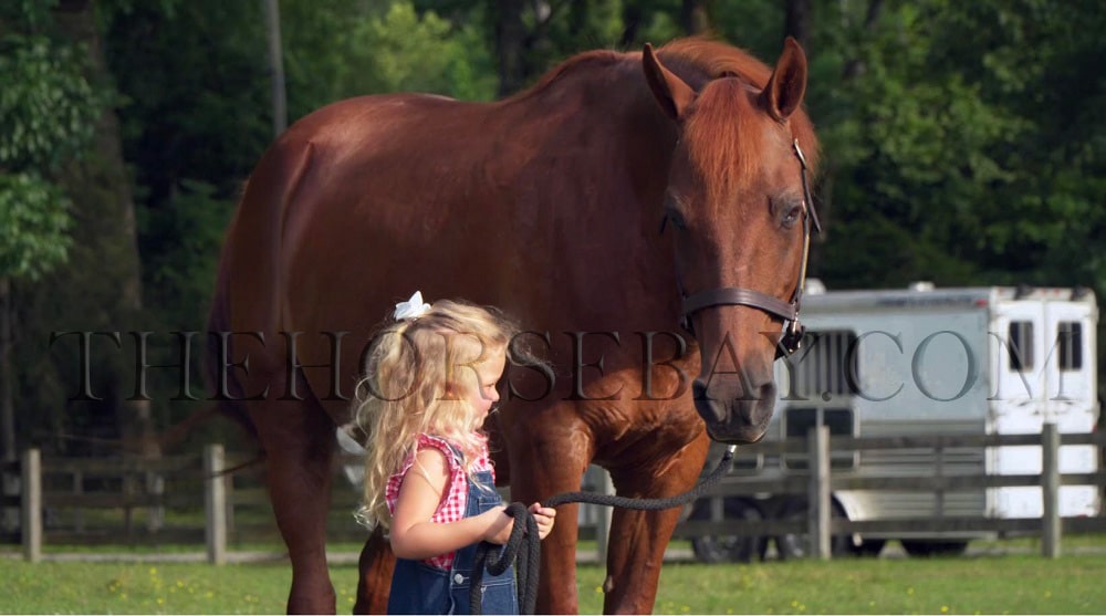 Ruby Red | Missouri Foxtrotter Mare | Thehorsebay.com