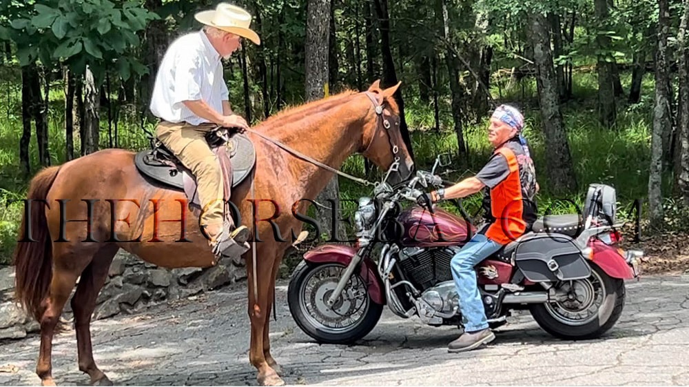 Ruby Red | Missouri Foxtrotter Mare | Thehorsebay.com
