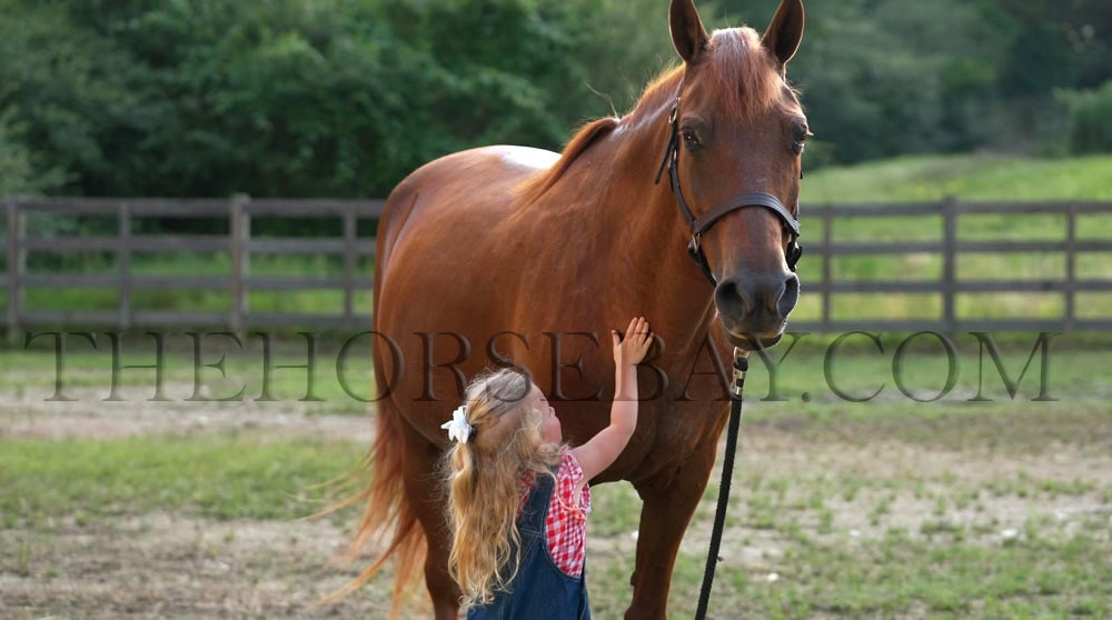 Ruby Red | Missouri Foxtrotter Mare | Thehorsebay.com