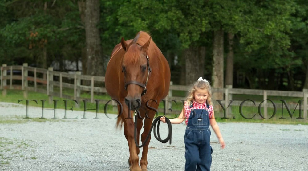 Ruby Red | Missouri Foxtrotter Mare | Thehorsebay.com