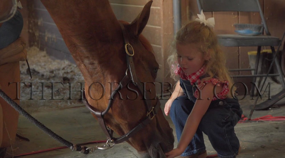 Ruby Red | Missouri Foxtrotter Mare | Thehorsebay.com
