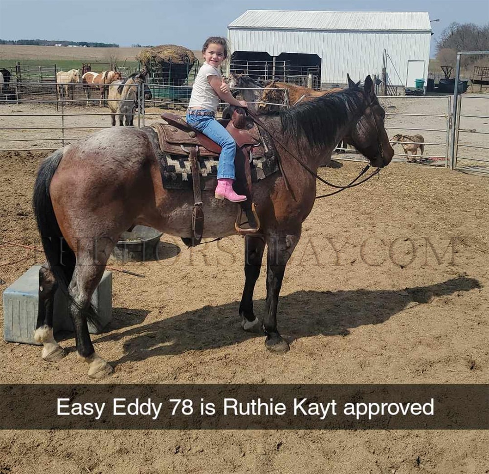 Easy Eddy | Thehorsebay.com