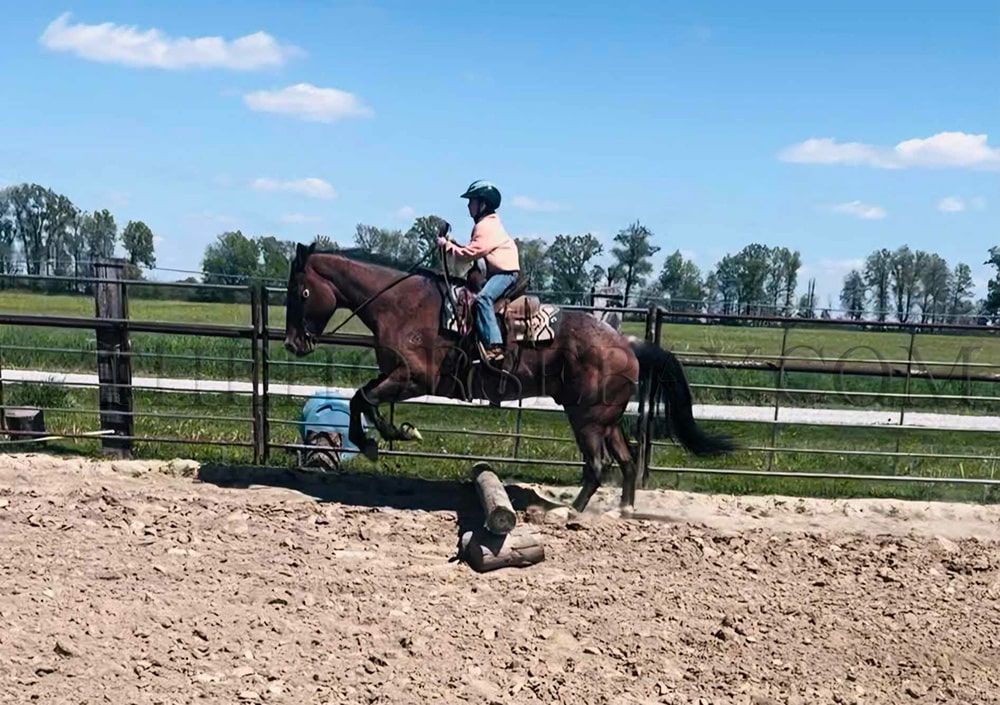 Easy Eddy | Thehorsebay.com