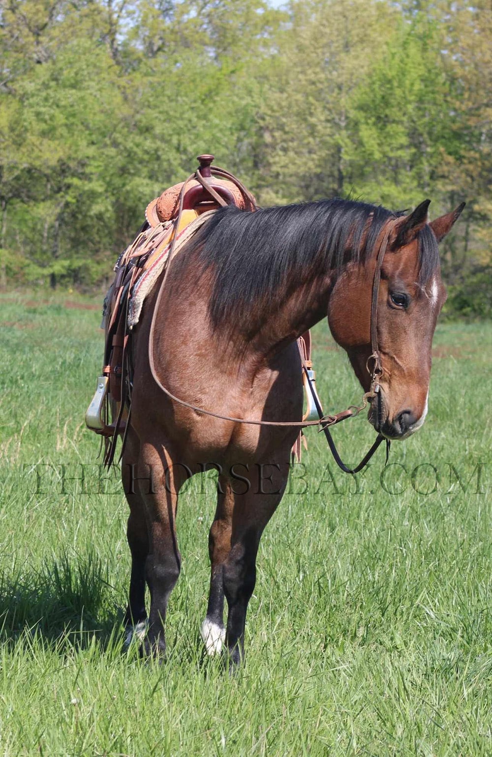 Easy Eddy | Thehorsebay.com