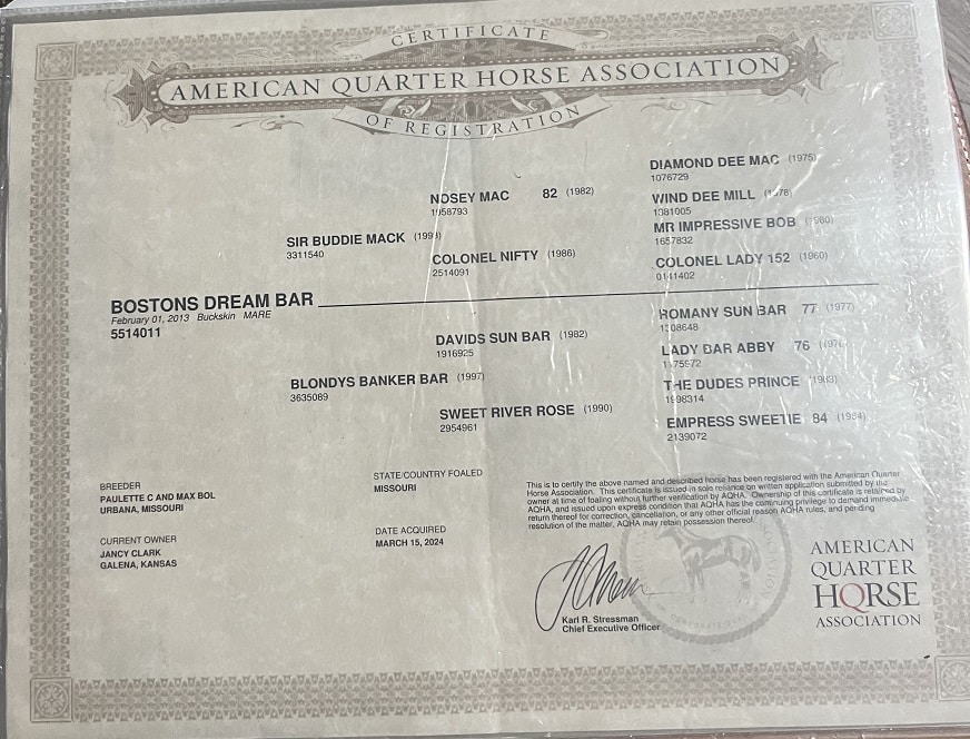 Bostons Dream Bar "Cutie" | Thehorsebay.com