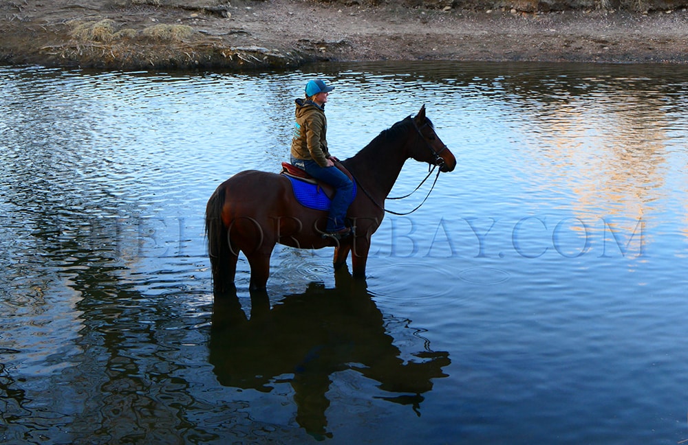 Lady Like | Holsteiner Mare | Thehorsebay.com