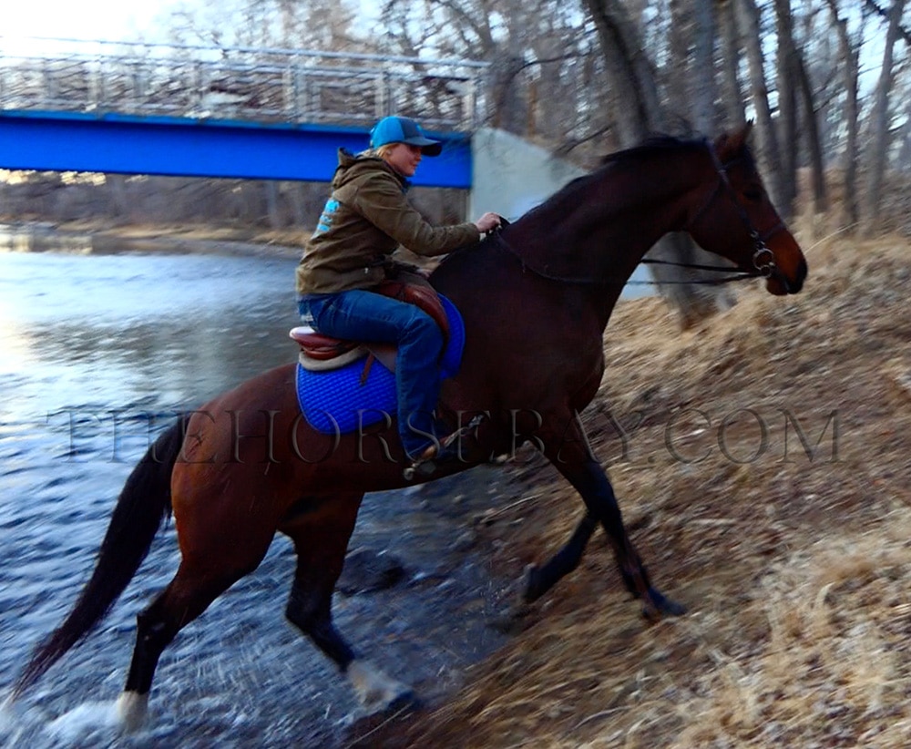 Lady Like | Holsteiner Mare | Thehorsebay.com