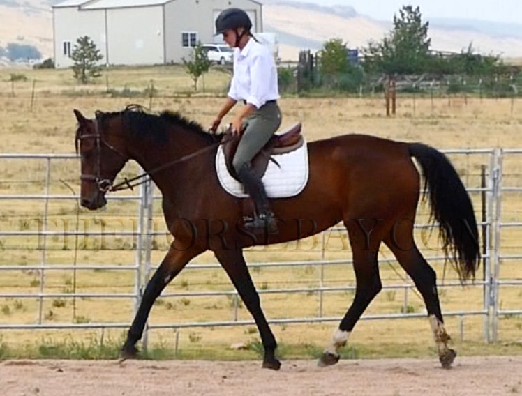 Lady Like | Holsteiner Mare | Thehorsebay.com