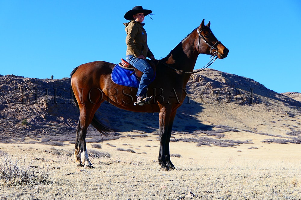 Lady Like | Holsteiner Mare | Thehorsebay.com