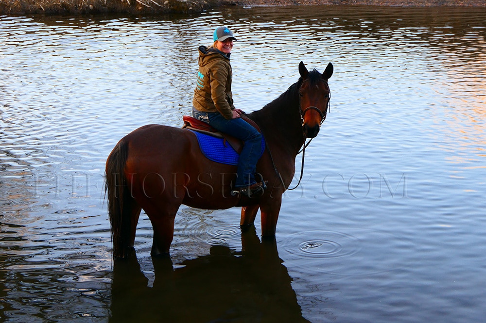 Lady Like | Holsteiner Mare | Thehorsebay.com