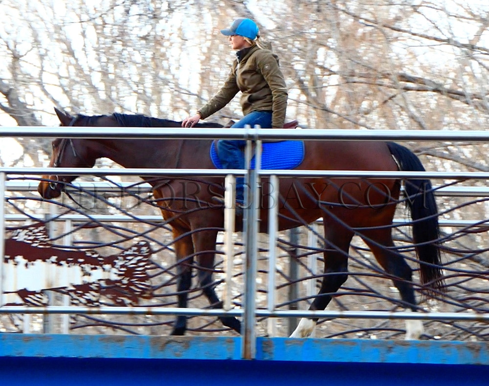 Lady Like | Holsteiner Mare | Thehorsebay.com