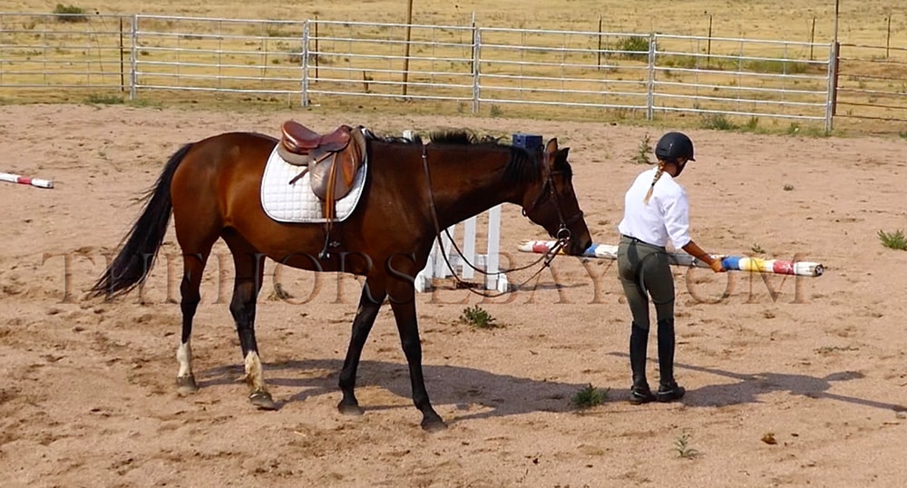 Lady Like | Holsteiner Mare | Thehorsebay.com