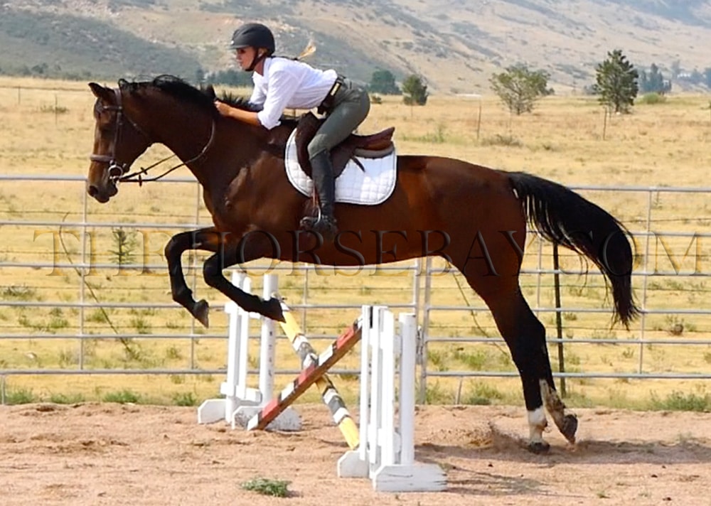 Lady Like | Holsteiner Mare | Thehorsebay.com