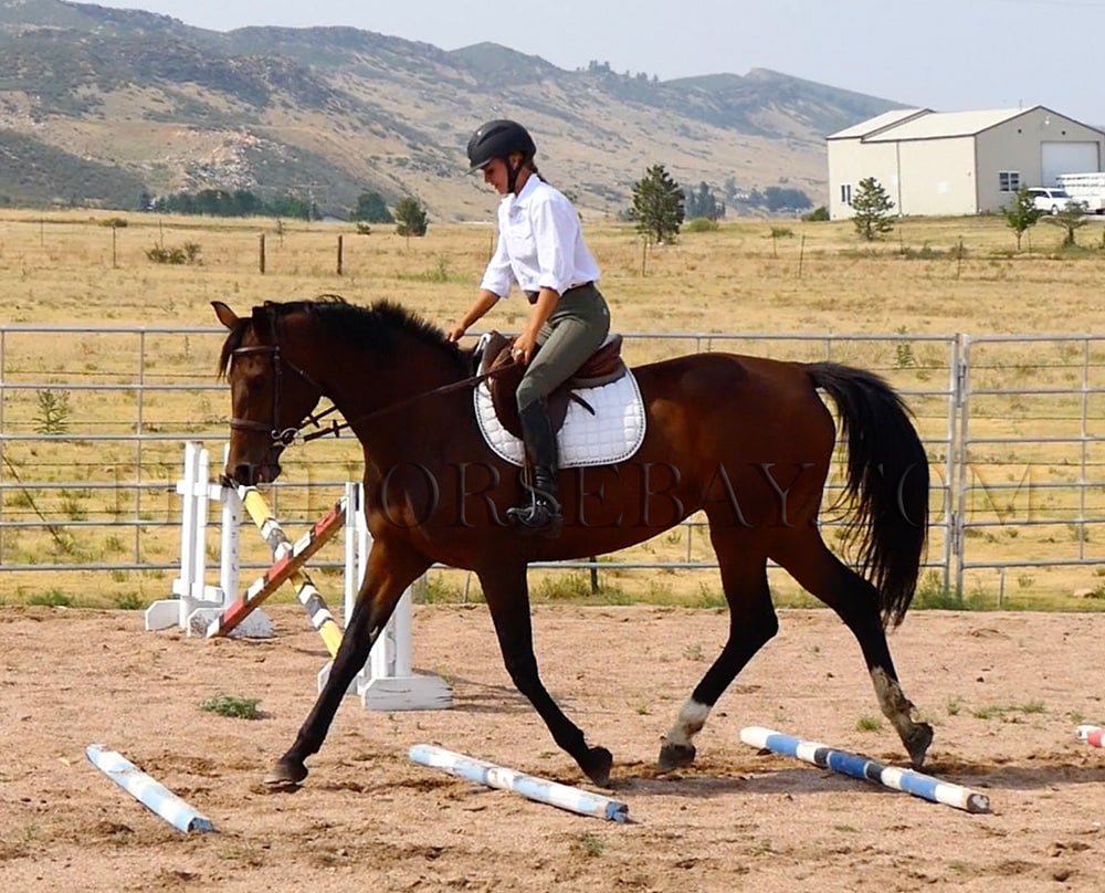 Lady Like | Holsteiner Mare | Thehorsebay.com