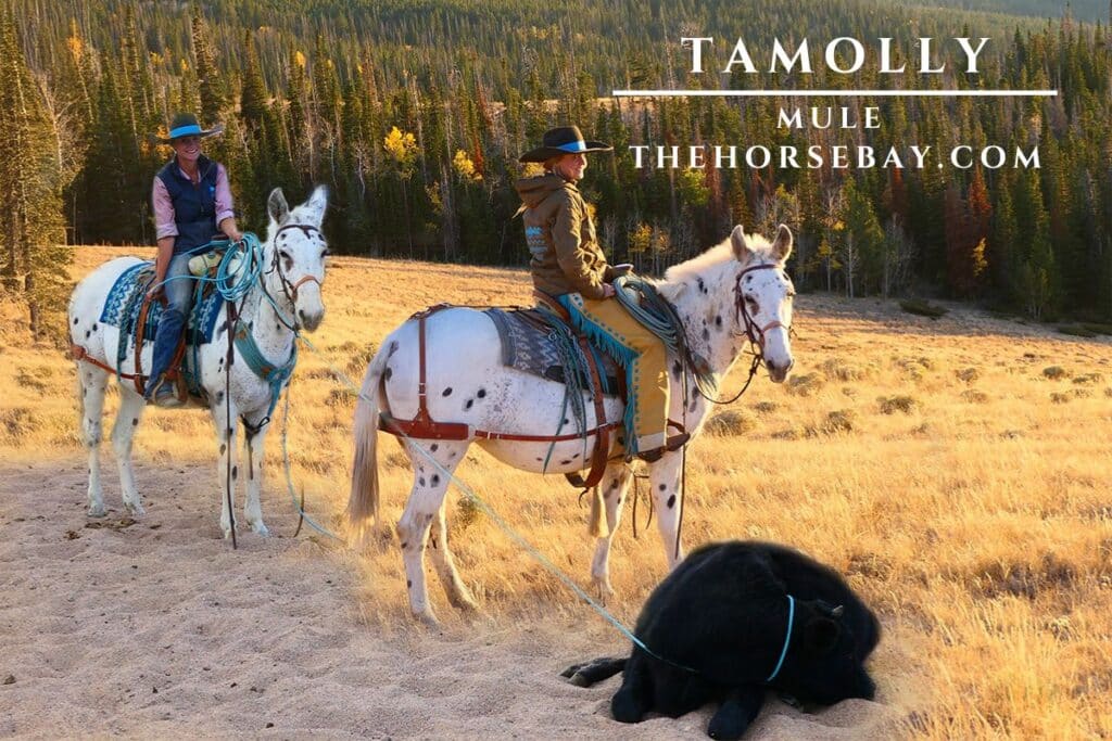 Mules for Sale | Thehorsebay.com