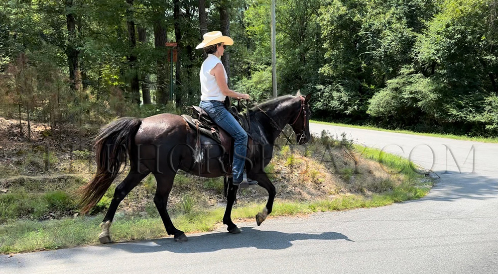 Bull "Sonic" | Thehorsebay.com