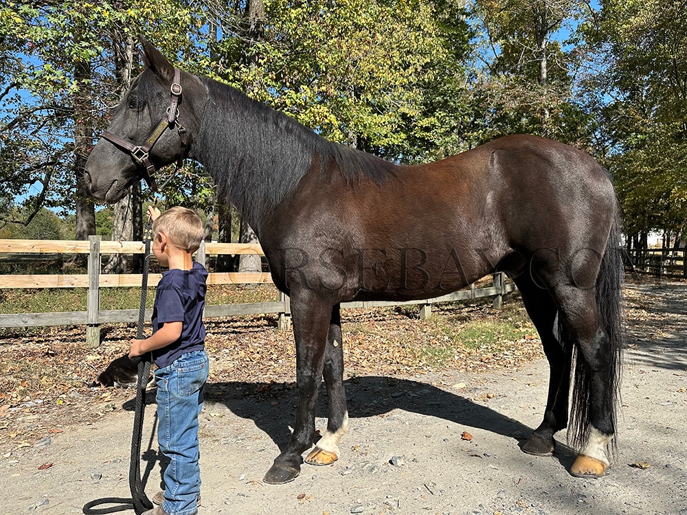 Bull "Sonic" | Thehorsebay.com