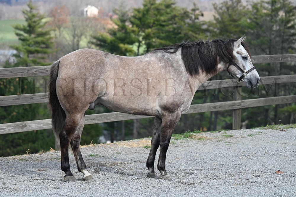 Shady D Arlo Bellza "Concho" | Thehorsebay.com