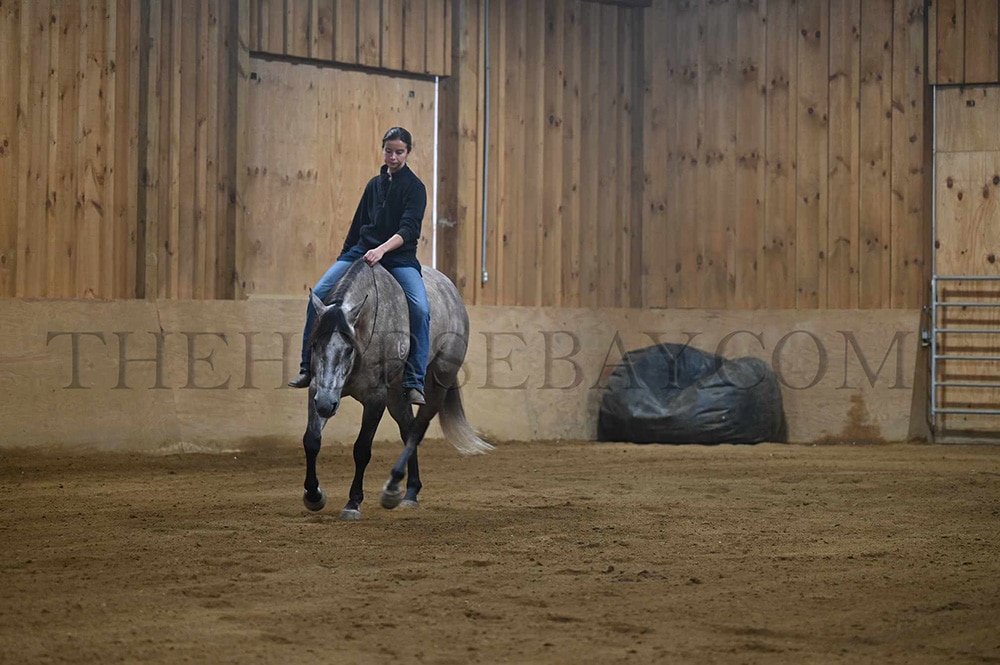 Shady D Arlo Bellza "Concho" | Thehorsebay.com