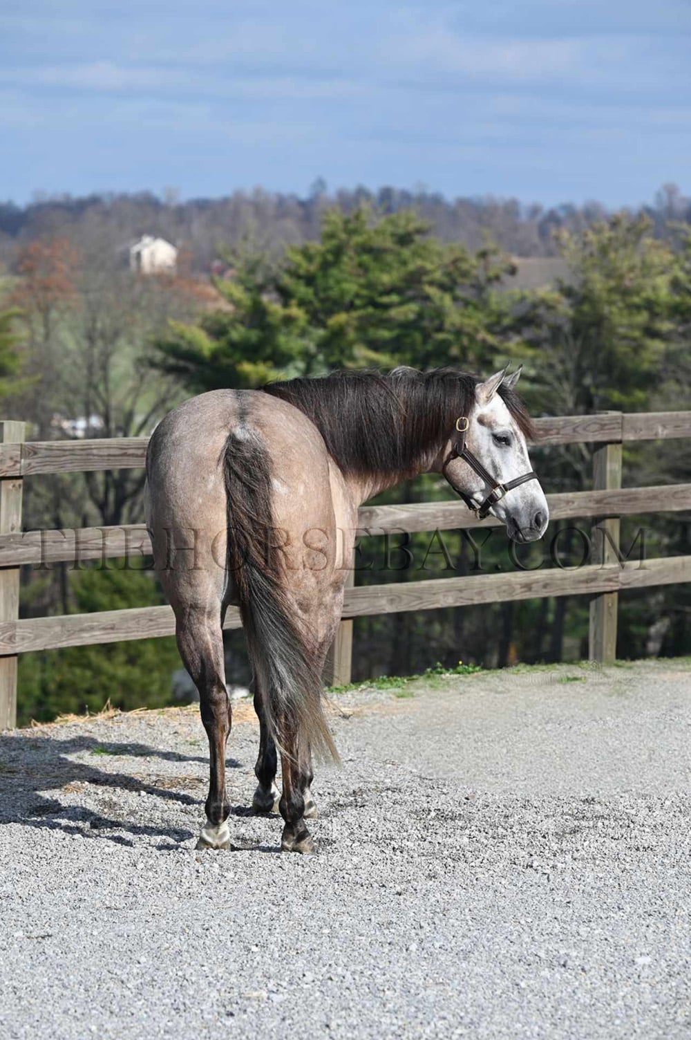 Shady D Arlo Bellza "Concho" | Thehorsebay.com