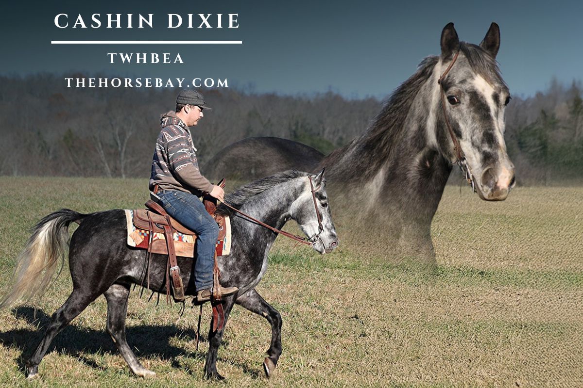 Scout | Thehorsebay.com