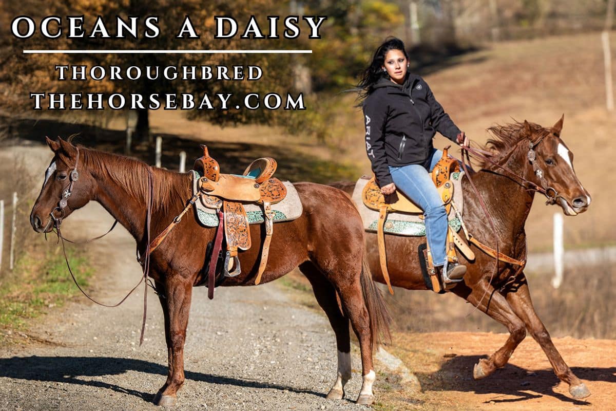 Trail Horses | Thehorsebay.com