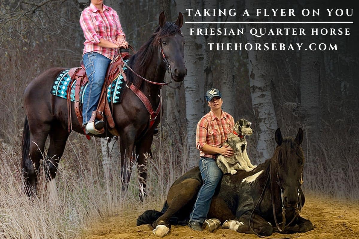 Taking A Flyer On You "Flyer" | Thehorsebay.com