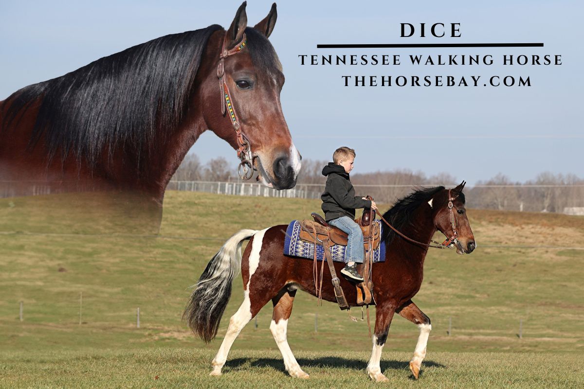 Scout | Thehorsebay.com