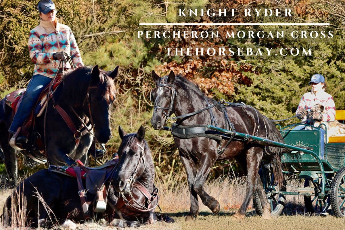 Find your perfect horses for sale | Thehorsebay.com