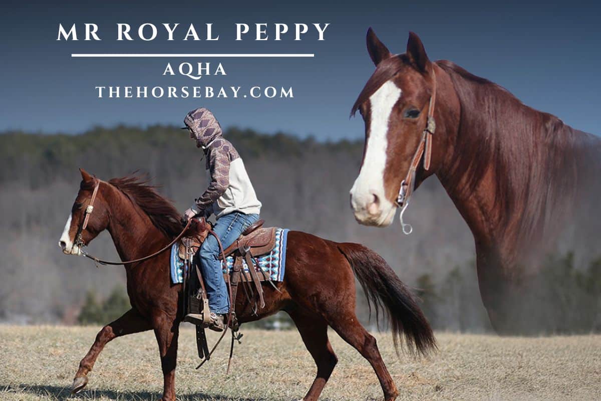 Pride's Midnight Beauty | Thehorsebay.com