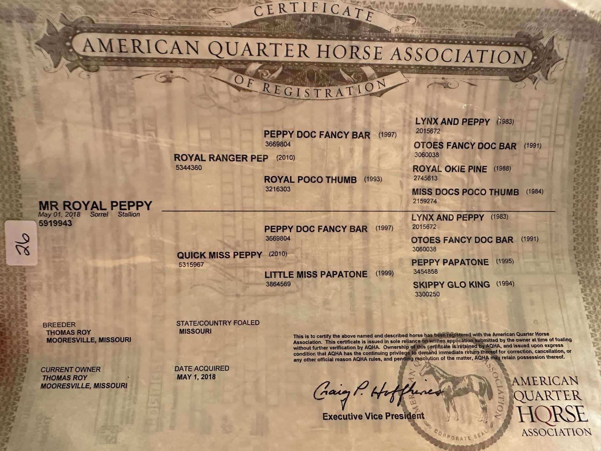 Mr Royal Peppy | Thehorsebay.com