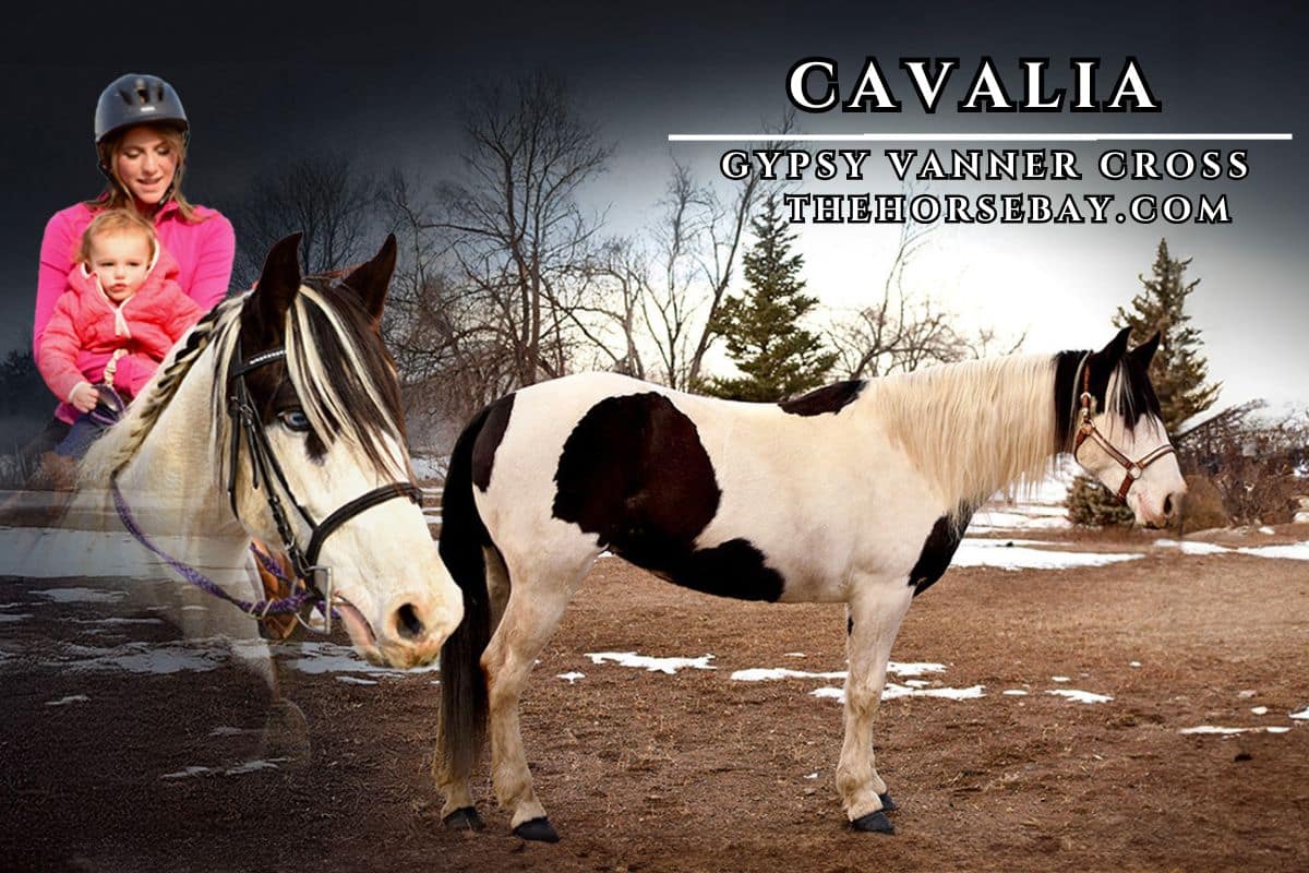 Belle | Thehorsebay.com