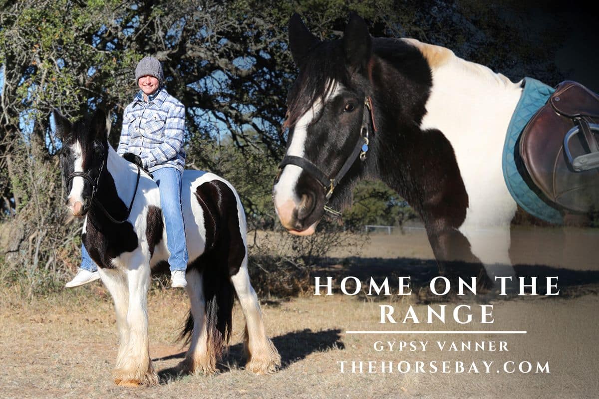 Belle | Thehorsebay.com