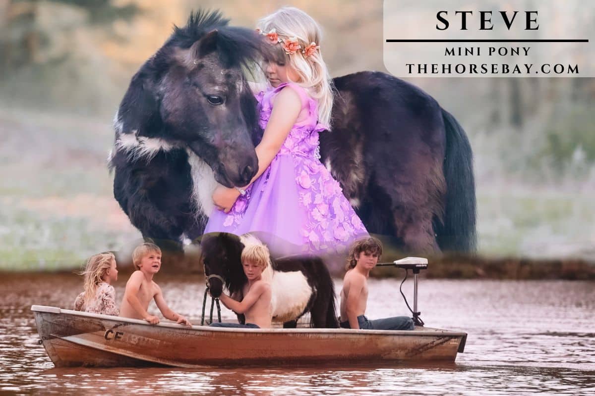 Rocky | Thehorsebay.com