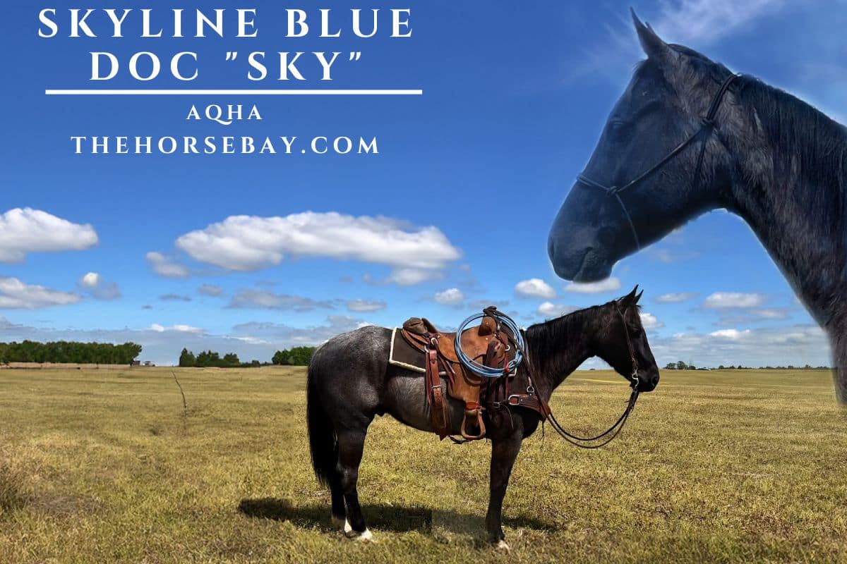 Doc | Thehorsebay.com