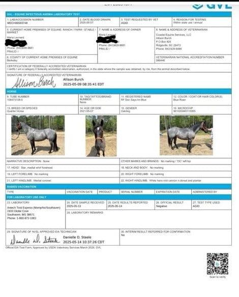 DOC SAYS IM BLUE | Thehorsebay.com