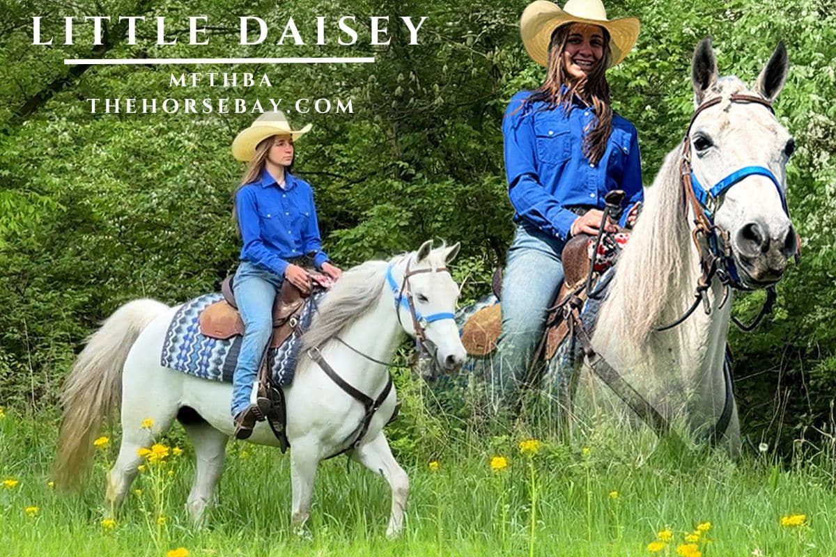 Chesters Dinero | Thehorsebay.com