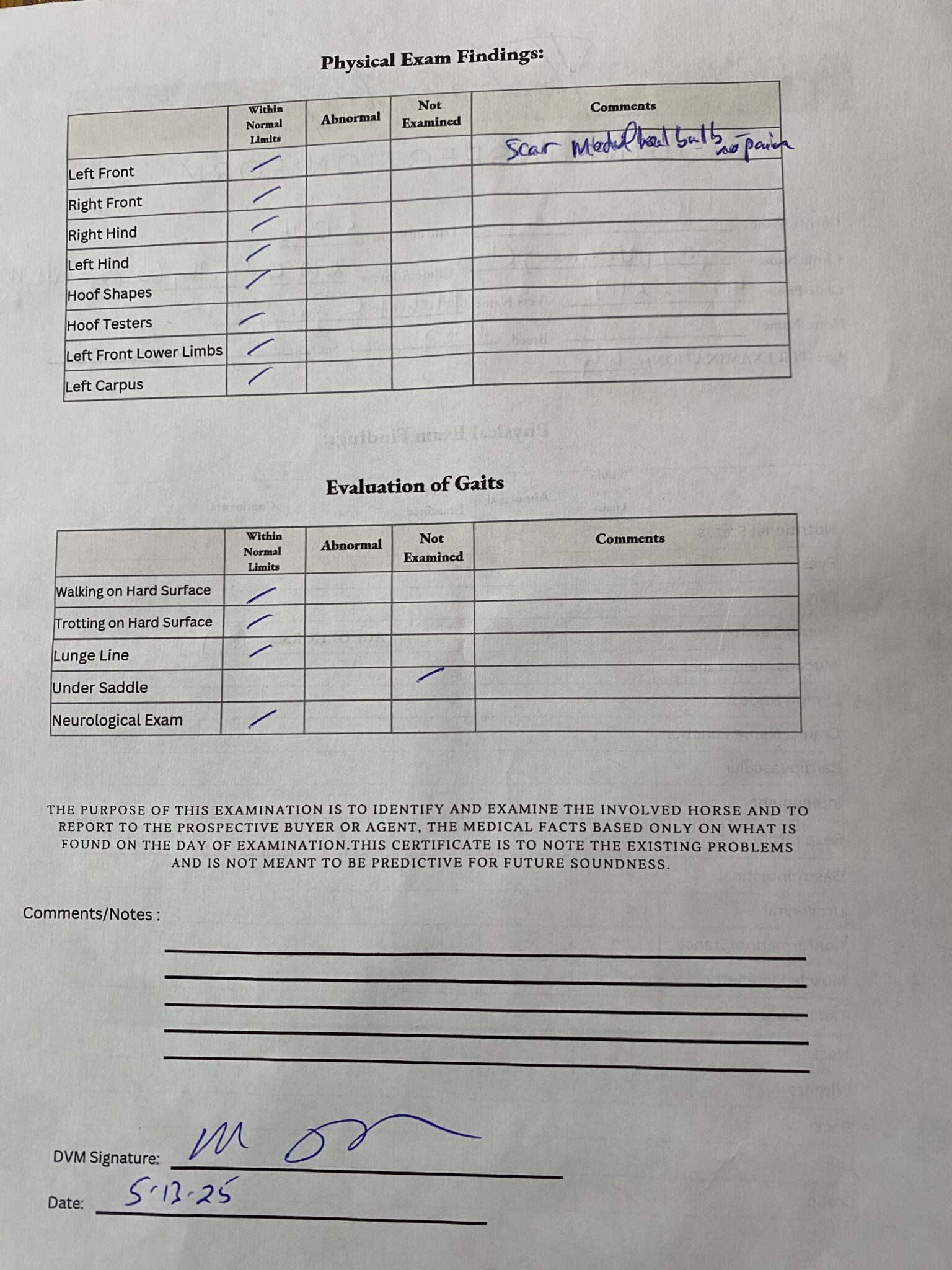 Angus | Thehorsebay.com