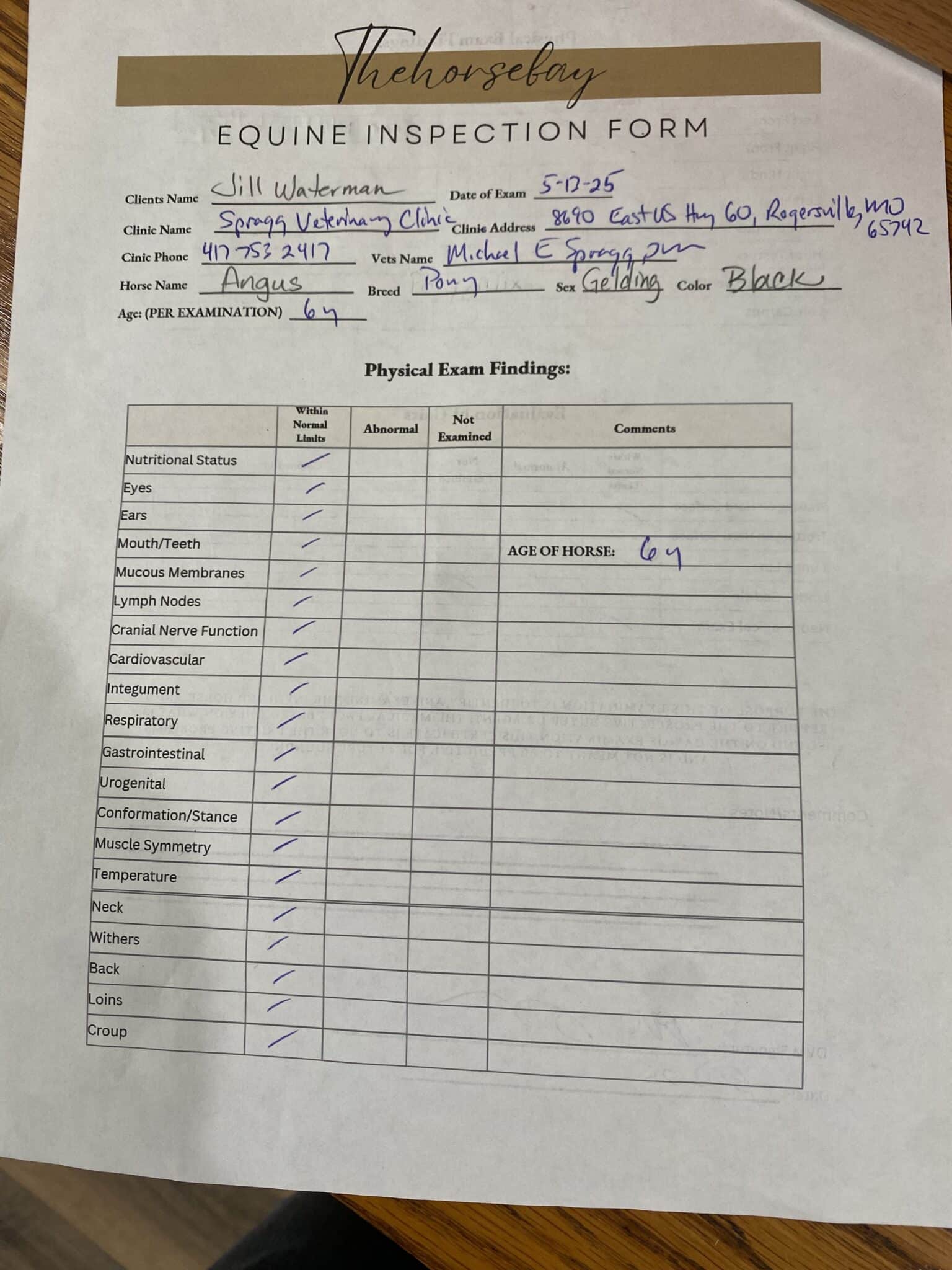 Angus | Thehorsebay.com