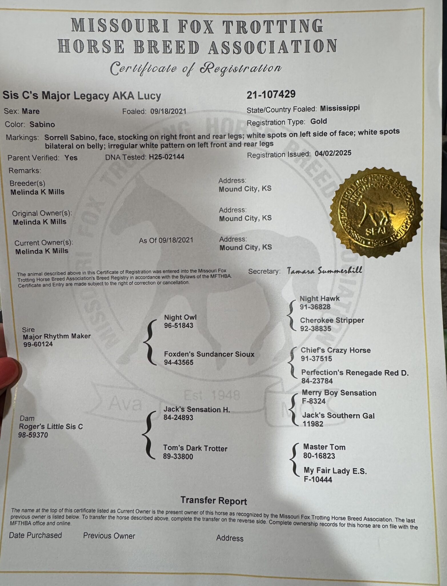 Sis C’S Major Legacy "Lucy" | Thehorsebay.com