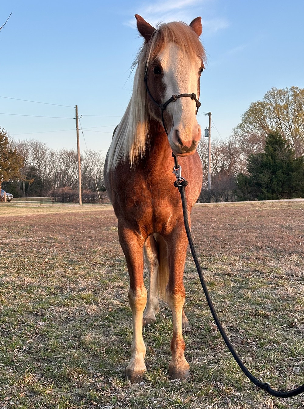 Sis C’S Major Legacy "Lucy" | Thehorsebay.com