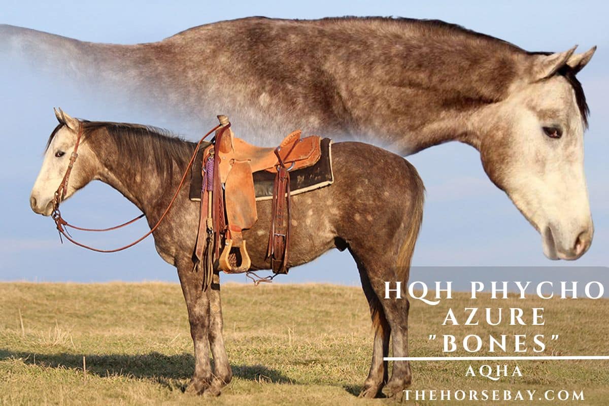 Hawk | Thehorsebay.com