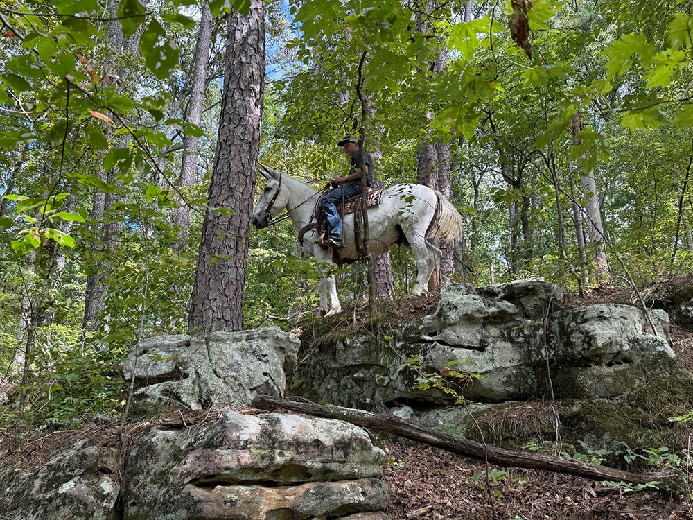 Colby | Thehorsebay.com