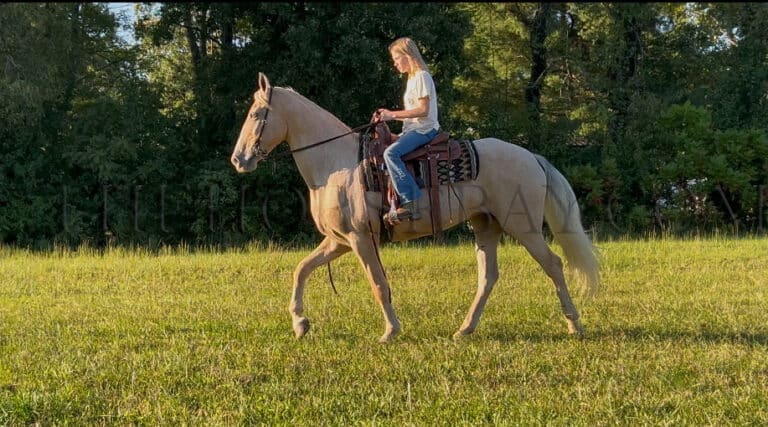 Tinkerbell | Thehorsebay.com