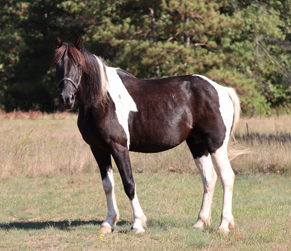 Pepsi | Percheron Paint Cross Mare | Thehorsebay.com