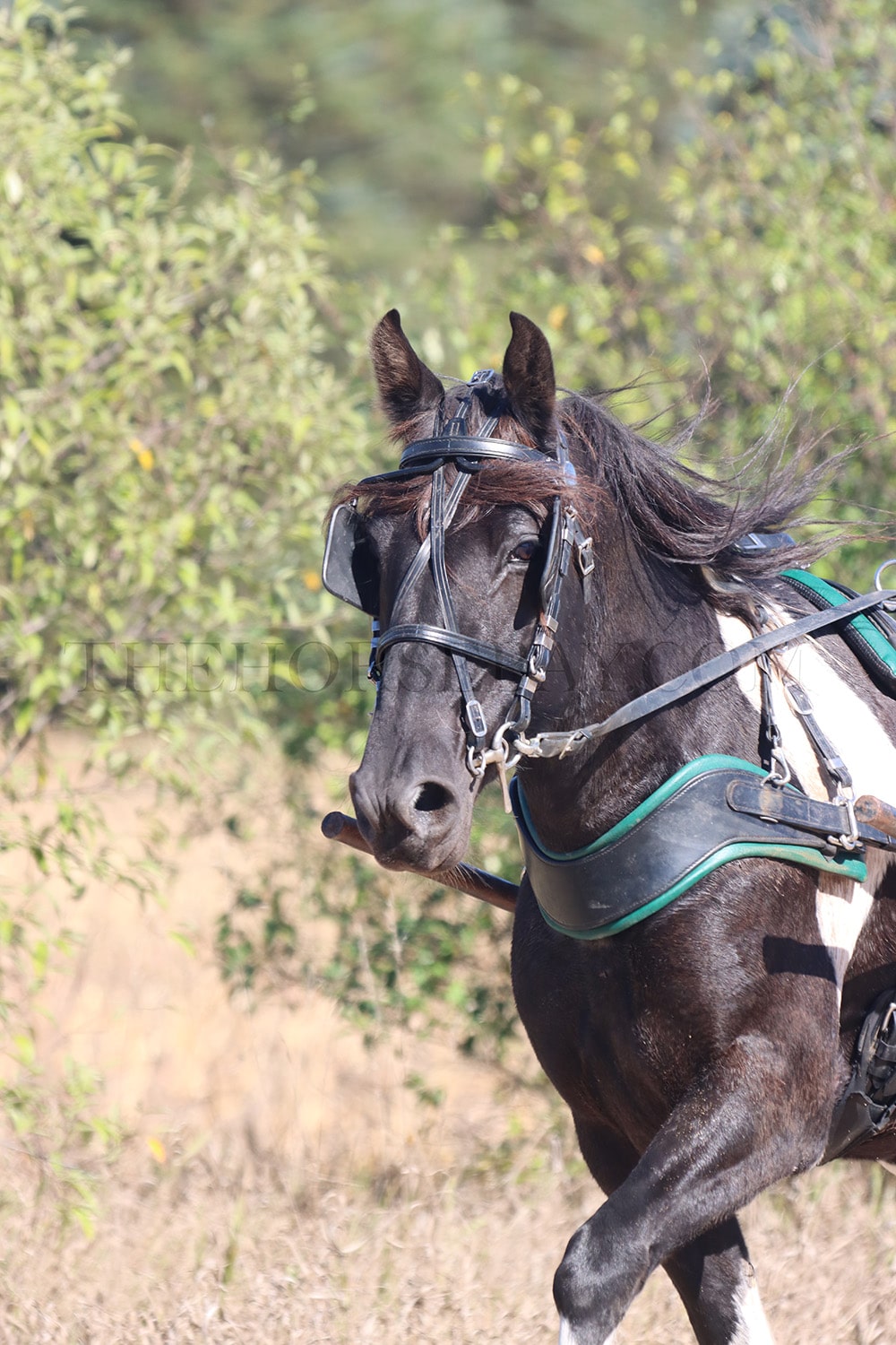 Pepsi | Percheron Paint Cross Mare | Thehorsebay.com