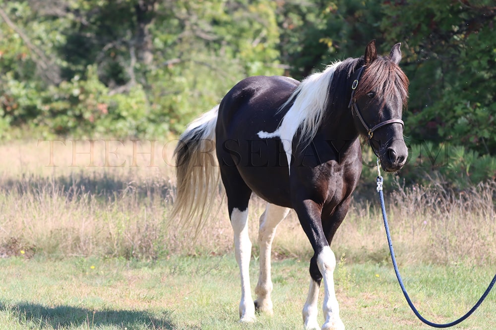 Pepsi | Percheron Paint Cross Mare | Thehorsebay.com